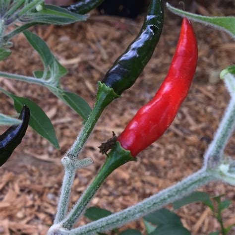 Black Cobra Pepper Seeds Tyler Farms