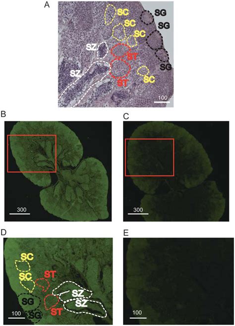Characterization And Expression Of Trypsinogen And Trypsin In Medaka Testis