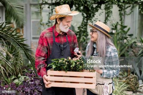 행복한 선배 쾌활한 부부 밀짚 모자를 쓰고 온실에서 함께 일하고 서로를 바라보며 화분이있는 나무 상자를 들고 물 분기로 녹색 잎을 물고 있습니다 갈퀴에 대한 스톡 사진 및