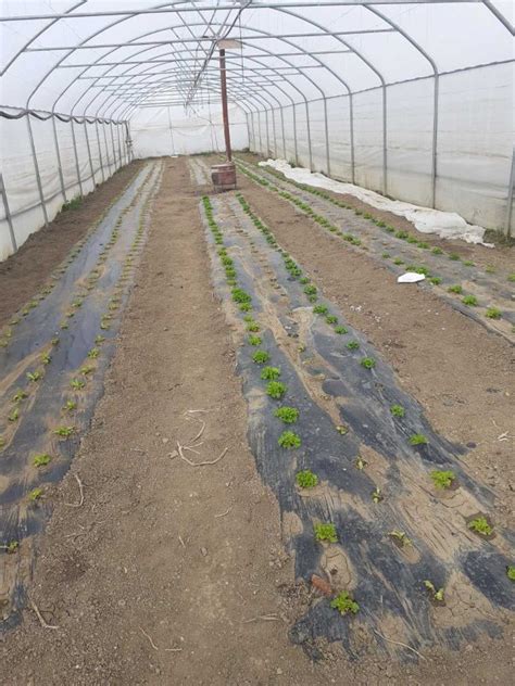 Пољопривредни рад Народних кухиња на КиМ Хуманитарна организација Мајка девет Југовића