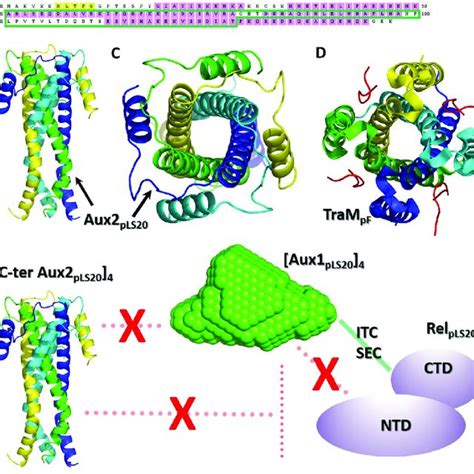 Crystallographic Structure Of The Tetramerization Domain Of Aux2 Pls20