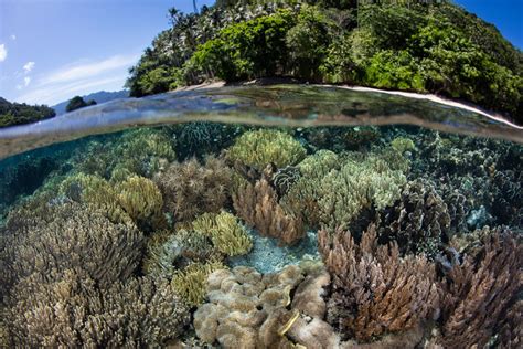 Difference Between A Biome An Ecosystem