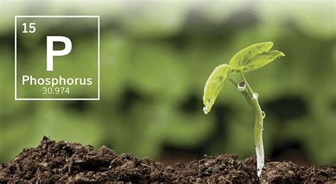 Celebrating 350 Years Of Phosphorus Fertilizer