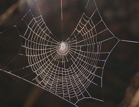 큰 거미 꿈 해몽의 7가지 의미 거대한 거미 나오는 보는 만나는 잡는 한테 물리는 에게 공격 당하는 거미가 쫓아오는 쫓기는 죽는 죽이는 다가오는 꿈