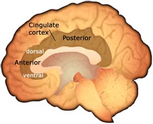 Cingulate Cortex Wikipedia