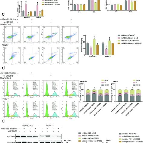 Figure2 Specific Effects Of Mir 488 On Pancreatic Cancer Cell Download Scientific Diagram