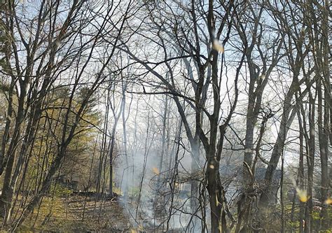 잎이없는 나무 그룹 사진 Unsplash의 무료 회색 이미지