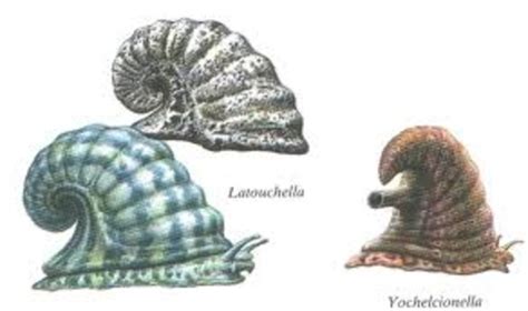 Paleozoic Timeline Timetoast Timelines