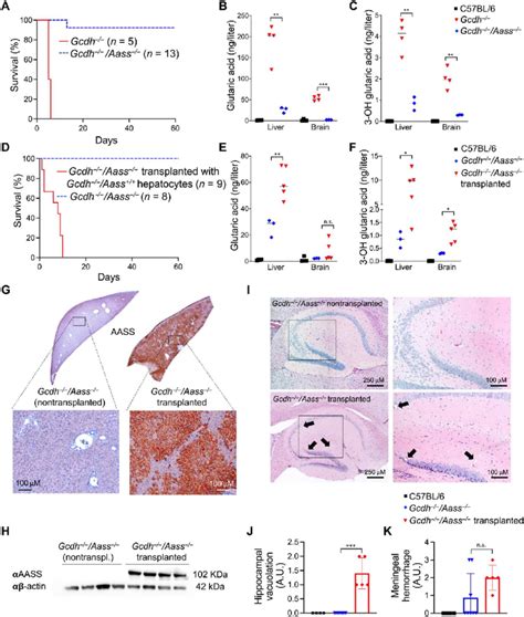 Phenotype And Transplantation Experiments Of Double Knockout Gcdh − − Download Scientific