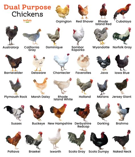 List Of Dual Purpose Chickens With Pictures