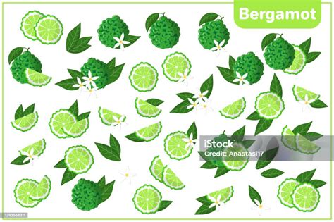 벡터 만화 일러스트 의 세트 베르가못 이국적인 과일 꽃과 잎 흰색 배경에 고립 0명에 대한 스톡 벡터 아트 및 기타 이미지 0명 감귤류 과일 건강한 생활방식 Istock