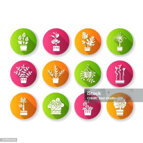 하우스 플랜트 플랫 디자인 긴 그림자 문표 아이콘 세트 장식 실내 식물 선인장 몬스터 아프리카 바이올렛 행운의 대나무 평화 백합 포토스 응접실 손바닥 실루엣 Rgb 컬러