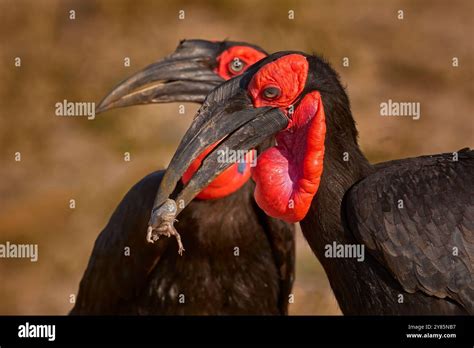 Frog In The Bird Bill Southern Ground Hornbill Bucorvus Leadbeateri