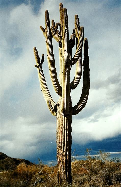 7 000 Free Saguaro Cactus And Saguaro Images Pixabay