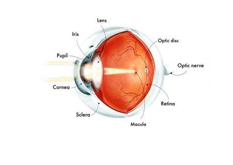 Retina Gene Vision