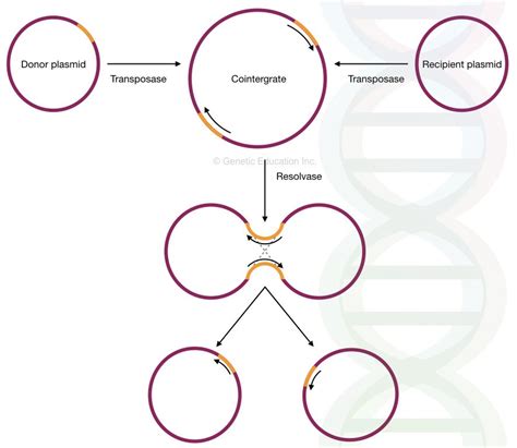 Replicative Transposition Of Dna Transposons And Retrotransposons