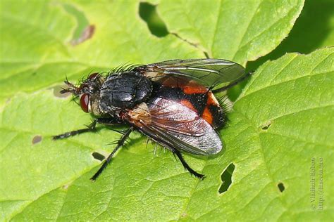Photo 67780 Diptera Sp