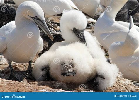 Filhote De Passarinho De Um Albatroz Bassanus Do Norte Do Morus Foto De Stock Imagem De Ganso