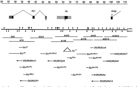 Figure 2 From A Functional And Structural Analysis Of The Sex Combs Reduced Locus Of Drosophila