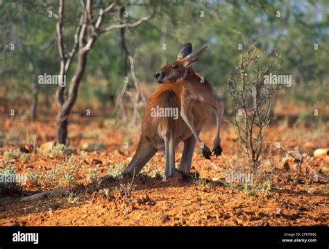 Red Giant Kangaroo Red Giant Kangaroo Red Giant Kangaroos Red Giant