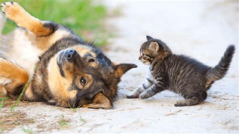 Cat And Dog Playing Or Fighting How Can You Tell Door Buddy