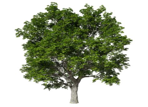2d Tree Pngs For Free Download