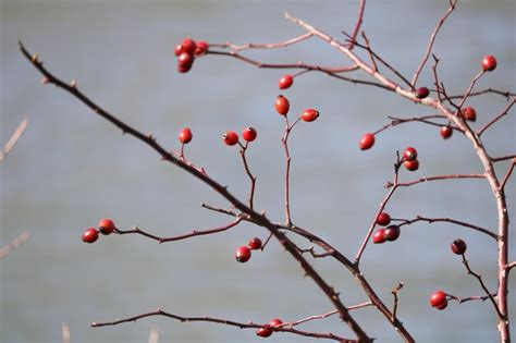 Premium Photo Red Berries Growing On Tree