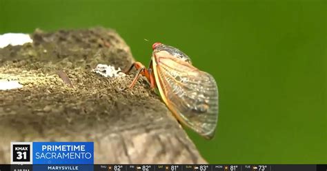 The Answer Cicada Noise Cbs Sacramento
