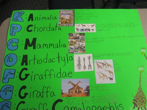 Linnaeus Taxonomy Classification Project Homeschool Science Taxonomy Science Activities