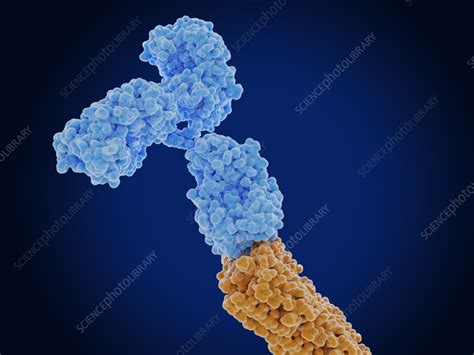 Antibody Bound To An Amyloid Beta Peptide Illustration Stock Image F037 7043 Science