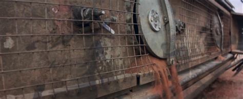 Zarooadwaarrior1980movv Eporner