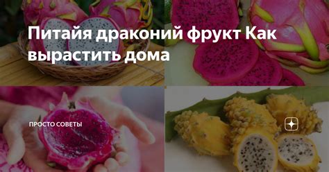 Питайя драконий фрукт Как вырастить дома Просто советы Дзен