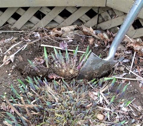 Gardenfarming Dividing Hostas Step By Step