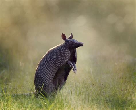 Animal Sex How Nine Banded Armadillos Do It Live Science