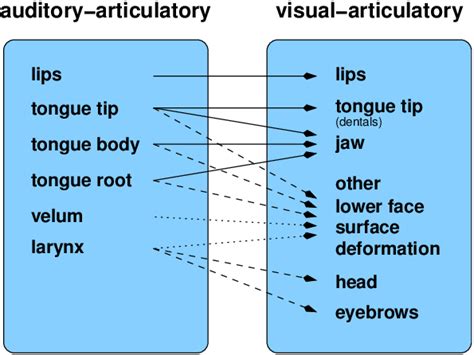 Mapping Of Articulatory Organs To Their Visual Counterparts Download