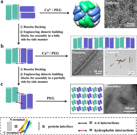 Schematic Representation Of The Protein Interface Redesign Approach Download Scientific Diagram