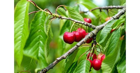 Актуални пръскания Български Фермер