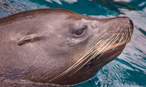 California Sea Lion Riverbanks Zoo And Garden