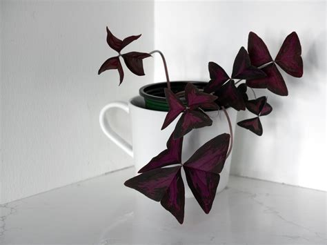 Oxalis Triangularis Plant Care Guide 2025 Proven Tips