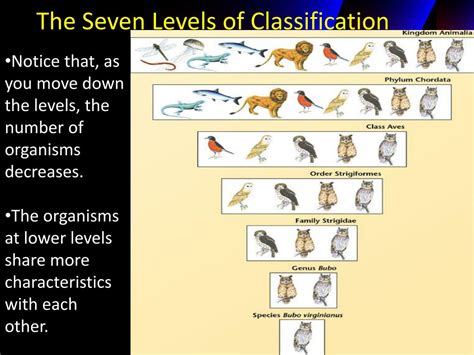Ppt Classifying Organisms Powerpoint Presentation Free Download Id