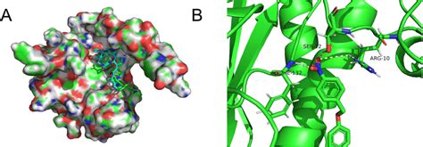 Monitoring Mitochondrial Nitroreductase Activity In Tumors And A Hind Limb Model Of Ischemia In