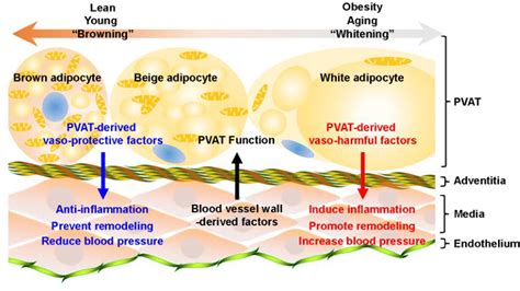 Vascular Targeting Of Adipose Tissue As An Antiobesity