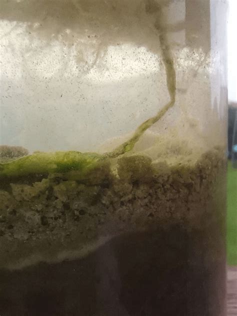 I Made This Ecosphere Last July To See What Could Survive In This Odd