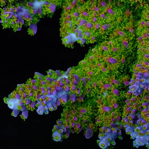 Bc Bleeding Tree Abrolhosensis Underwater Wonders