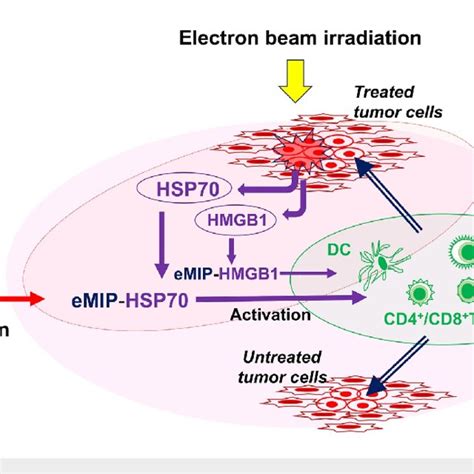 Difference Between Photon And Electron Beam Irradiations In Radiotherapies Download