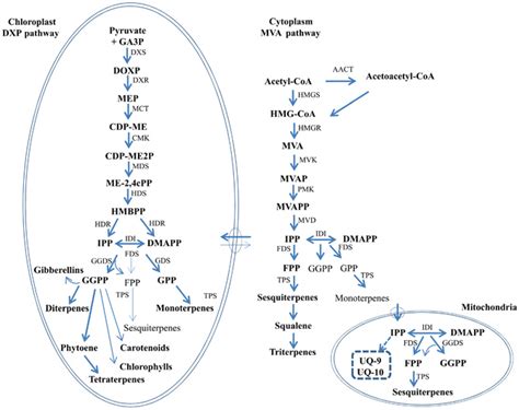The Biosynthesis Pathway Of The Major Terpenoids In Plants AACT