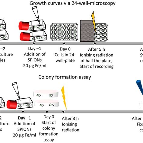 Experimental Setup Of Growth Analysis And Colony Formation Assay A Download Scientific