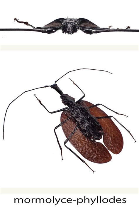 Mormolyce Phyllodes The Fascinating Violin Beetle