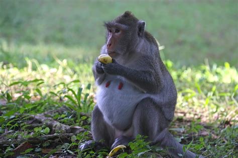 Monkey Pregnant Eating Free Photo On Pixabay Pixabay