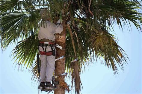 How To Trim A Palm Tree Expert Tips For Pruning Maintenance